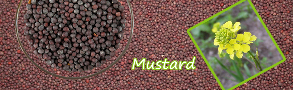 Health Benefits of Mustard - Trilokpati Food Processing