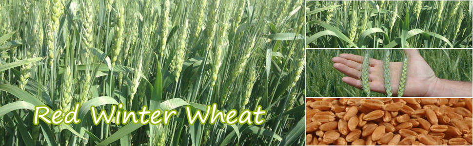 Uses of Red Winter Wheat - Trilokpati Food Processing
